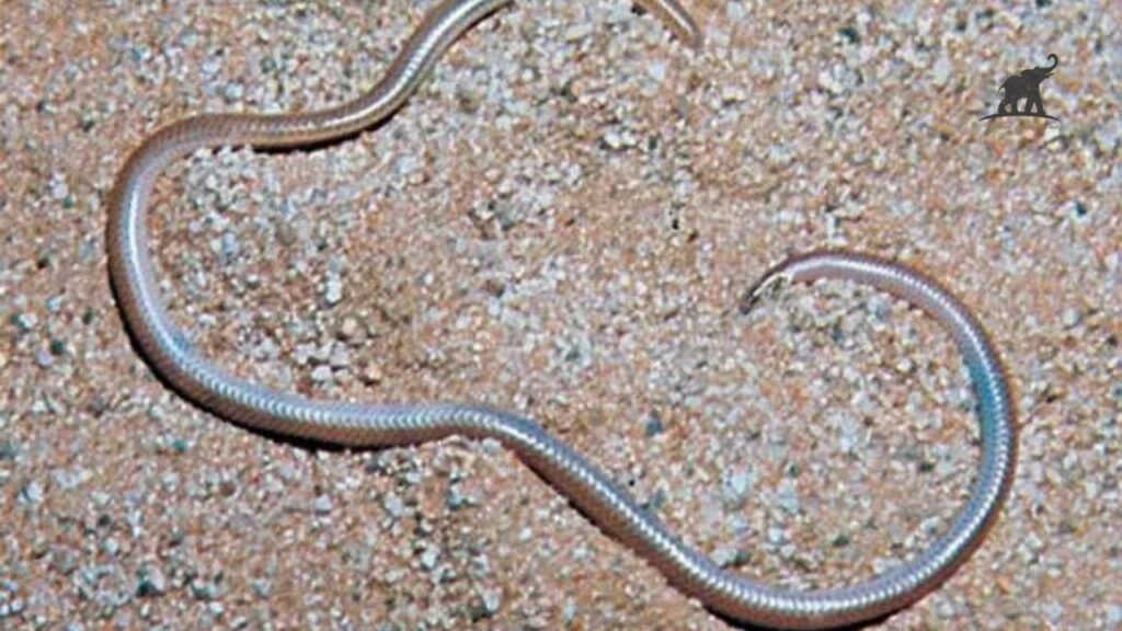 Tiny Barbados Threadsnake
