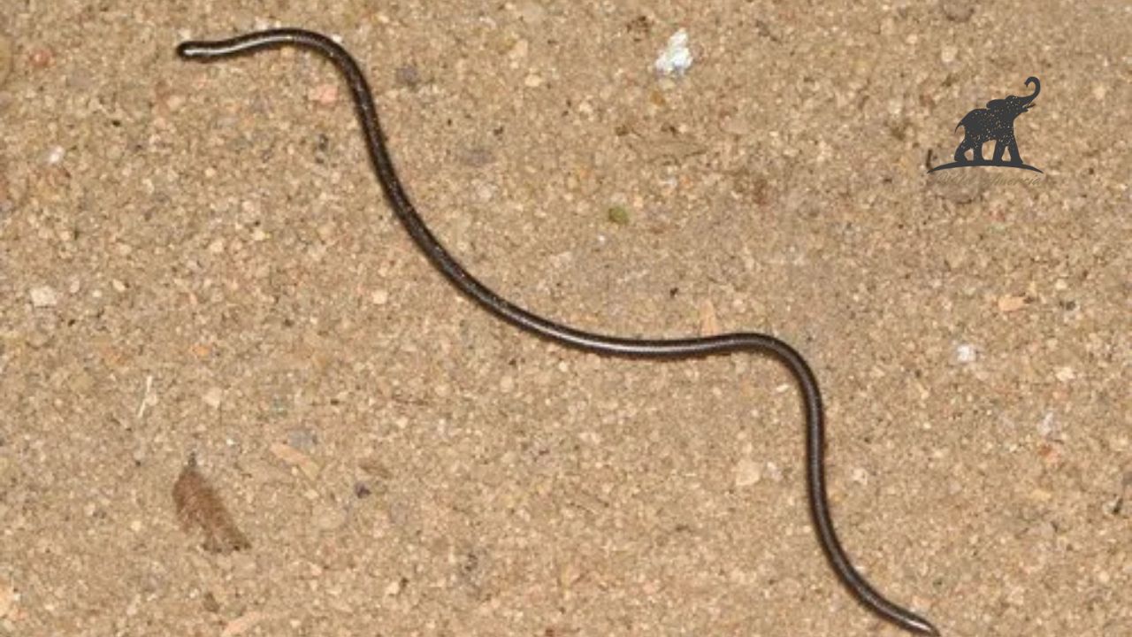 Tiny Barbados Threadsnake